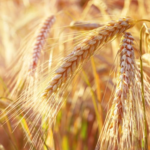 Food flavourings and caramels for professionals | Metarom